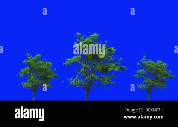tree storm heavy wind background blue screen effect Stock Video Footage ...