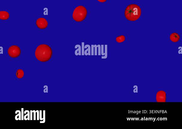 A lot of Red Tomato fall down from the top on blue screen background ...