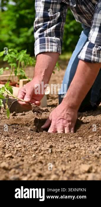 Close up of farmer's hands planting tomato seedling in soil in organic ...