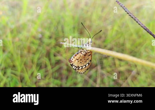 Close shot of tawny coster butterfly hanging on the weed stem Stock ...