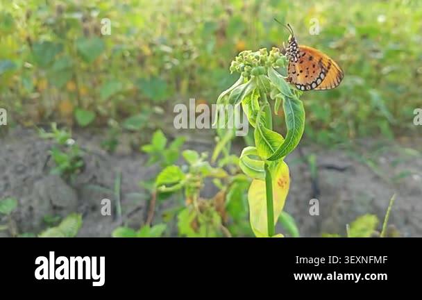 Close shot of tawny coster butterfly hanging on the weed stem Stock ...