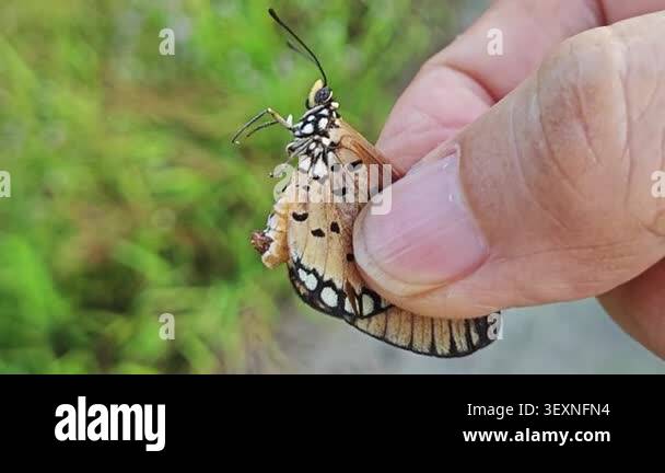 Close shot of tawny coster butterfly hanging on the weed stem Stock ...