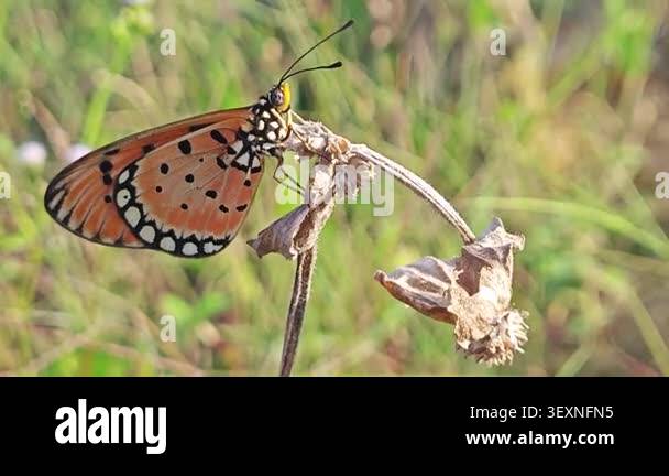 Close shot of tawny coster butterfly hanging on the weed stem Stock ...