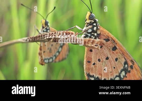 Close shot of tawny coster butterfly hanging on the weed stem Stock ...