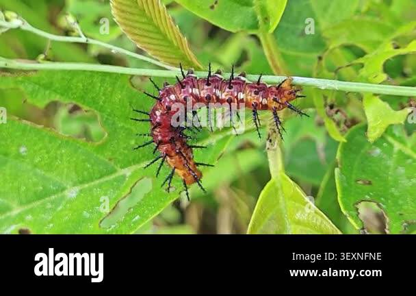 Close shot of tawny coster caterpillar crawling on the weed stem Stock ...