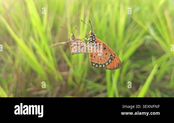 Close shot of tawny coster butterfly hanging on the weed stem Stock ...