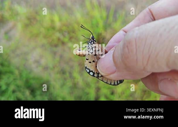 Close shot of tawny coster butterfly hanging on the weed stem Stock ...