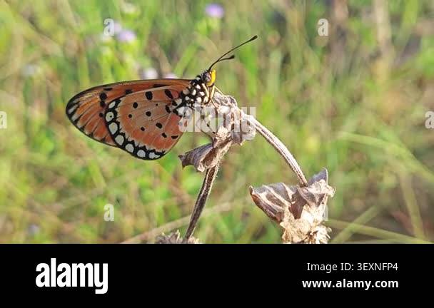 Close shot of tawny coster butterfly hanging on the weed stem Stock ...