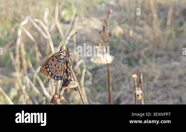 Close shot of tawny coster butterfly hanging on the weed stem Stock ...