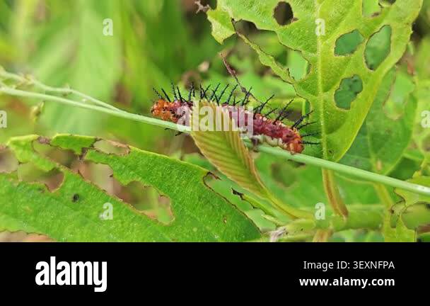 Close shot of tawny coster caterpillar crawling on the weed stem Stock ...