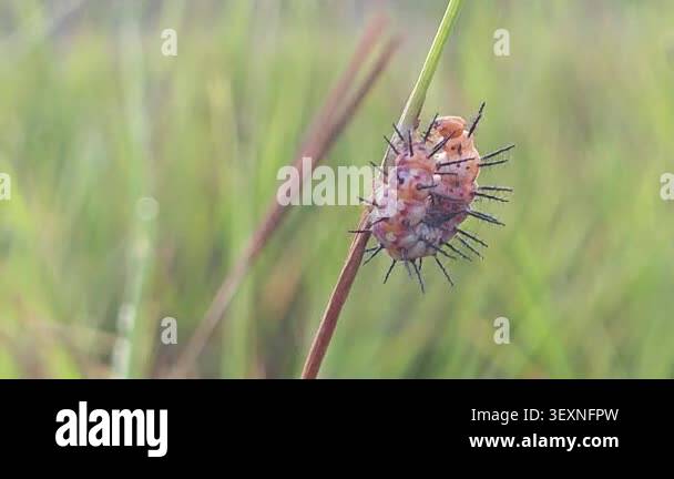 Close shot of tawny coster caterpillar crawling on the weed stem Stock ...