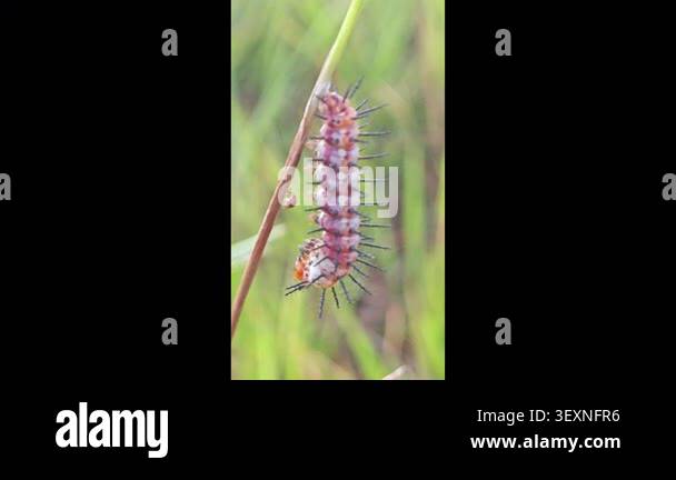 vertical footage of tawny coster caterpillar crawling g on the weed ...