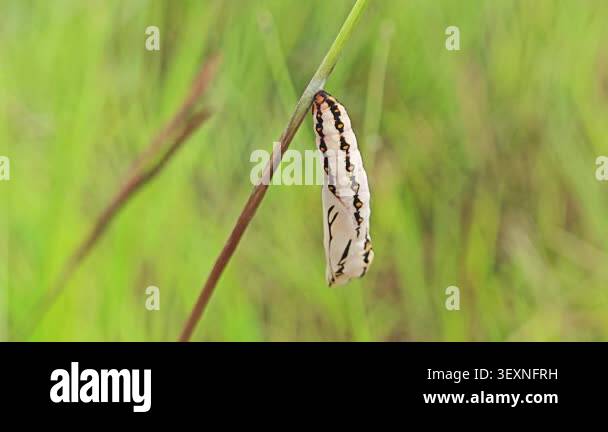 Close shot of tawny coster pupa hanging on the weed stem Stock Video ...