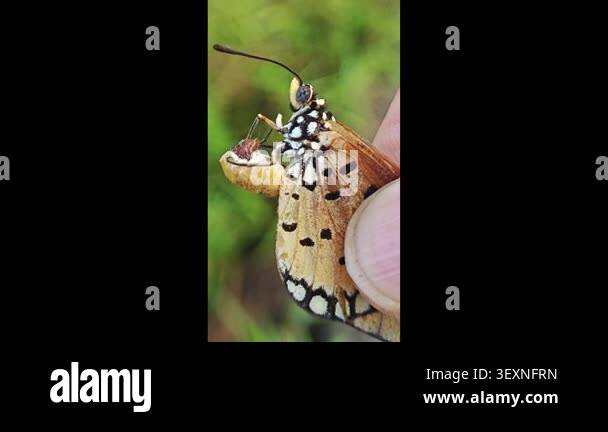 vertical footage of tawny coster butterfly resting on the weed plant ...