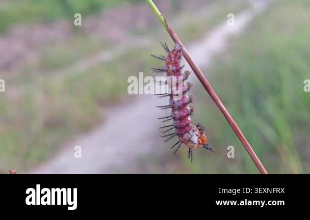Close shot of tawny coster caterpillar crawling on the weed stem Stock ...