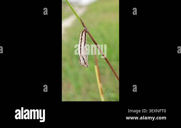 vertical footage of tawny coster pupa hanging on the weed stem Stock ...