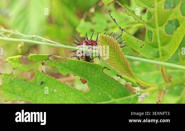 Close shot of tawny coster caterpillar crawling on the weed stem Stock ...