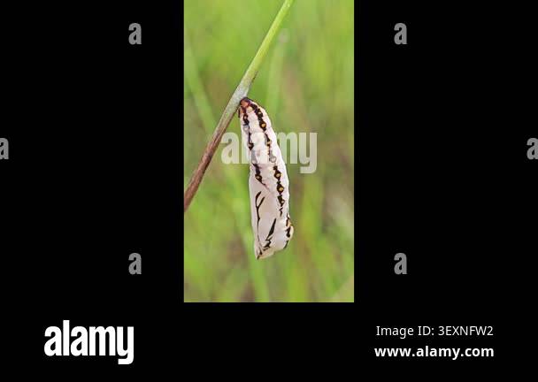 vertical footage of tawny coster pupa hanging on the weed stem Stock ...