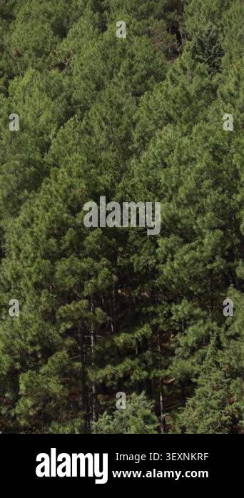 Cinematic panoramic footage capturing mature evergreen pine woodland ...