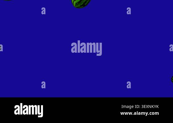 A lot of Watermelon falling down from the top on blue screen background ...