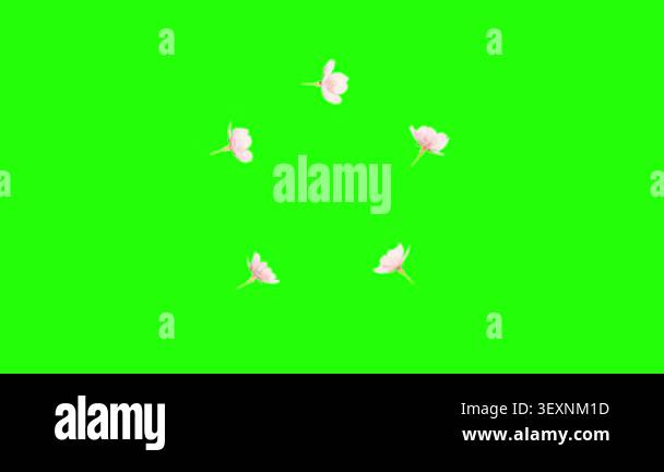 Sakura Flower rotation around center point on green screen Stock Video ...
