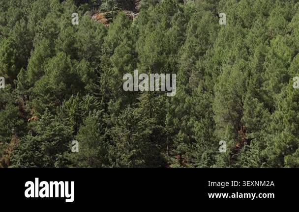 Peaceful forest footage capturing tall pine trees and natural woodland ...