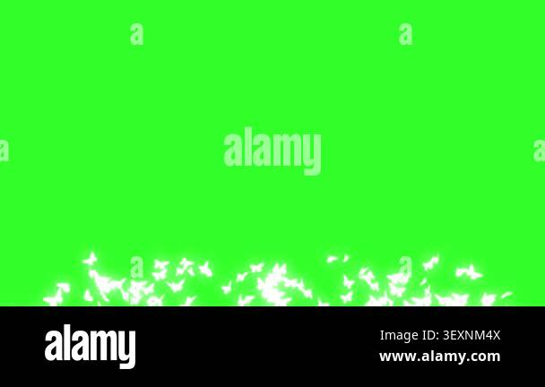 Group of Magical white glowing butterfly flying on green screen effect ...