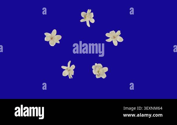 White Lily flowers rotation around center point blue screen background ...