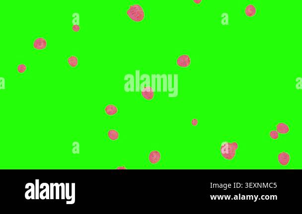 Pink Lychees 2d style fall down from top green screen effect Stock ...