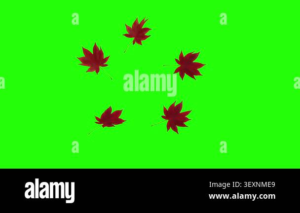 Red Maple leaves rotation around center point green screen background ...