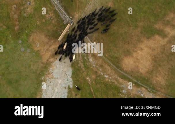 Top down aerial view of a skilled border collie expertly herding a ...