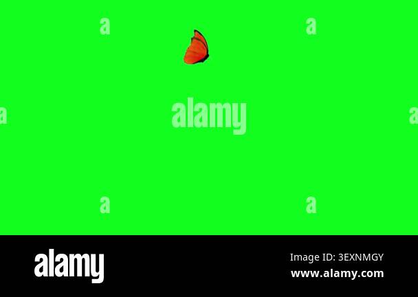 A butterfly flying in the air on the way green screen background Stock ...