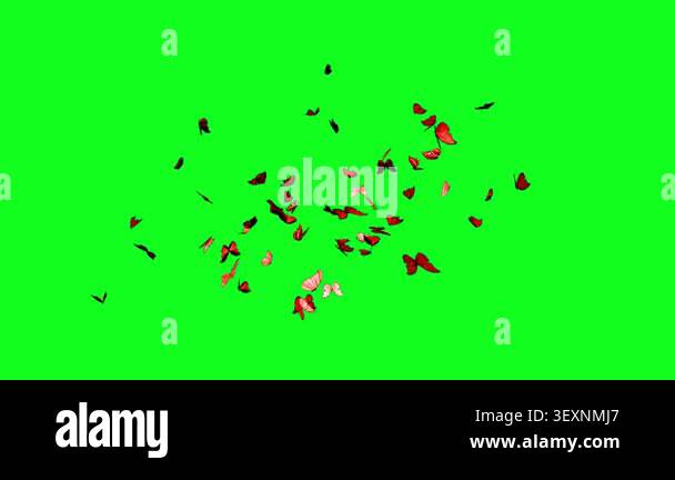 A group of butterfly flying animation on green screen effect background ...
