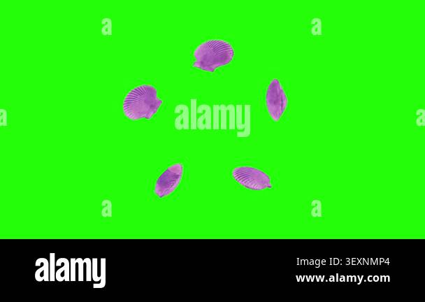 Group of Purple Scallop shell rotation around center point green screen ...