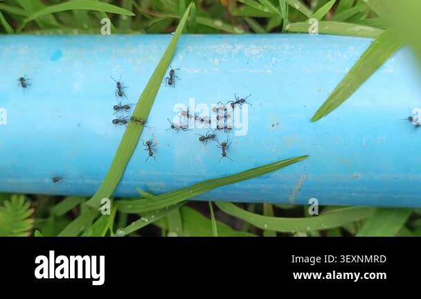 Group of Ants Marching Along PVC Pipe in Grass Field. Ants Crawling on ...