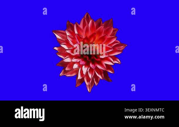 Pink red Flower movement paint draw style blue screen background Stock ...