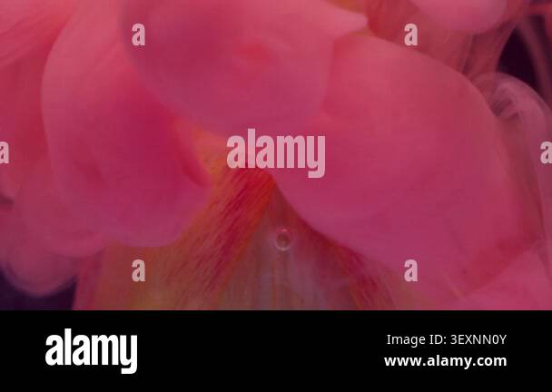 Wave vapor. Flower drop paint. Blur yellow red color tulip bud pink ...