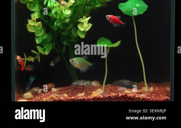 Small fish swimming in a freshwater aquarium with green plants Stock ...