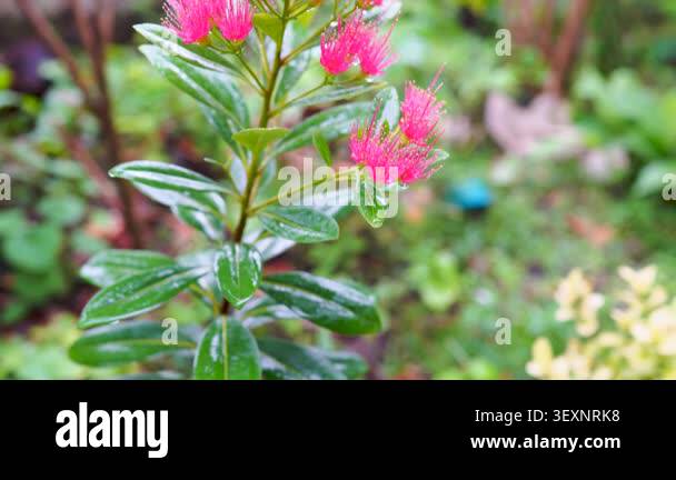 Close-up of blooming pink powder puff flowers with water droplets in a ...