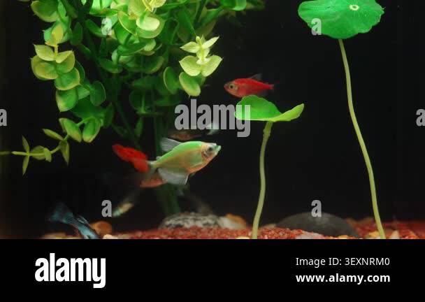 Small fish swimming in a freshwater aquarium with green plants Stock ...