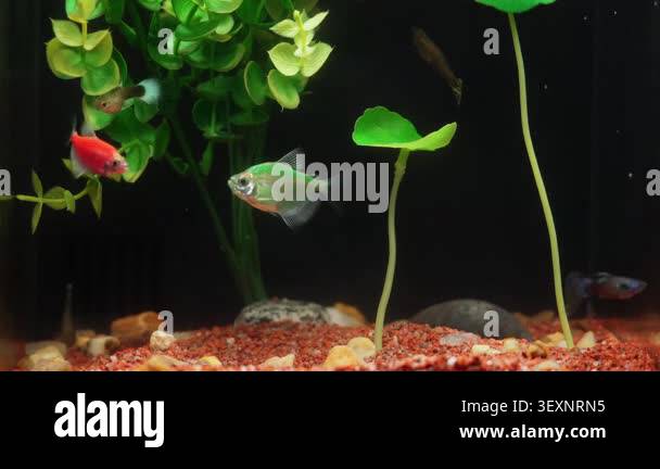 Small fish swimming in a freshwater aquarium with green plants Stock ...