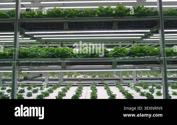 Vertical farm cultivating fresh vegetables with led lighting Stock ...