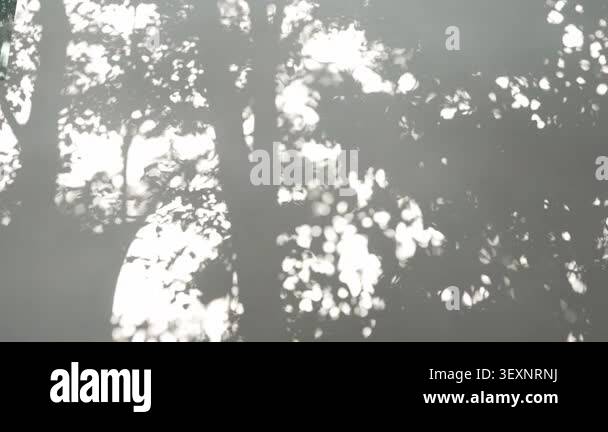 Sunlight casting abstract tree and leaf shadows on white wall Stock ...