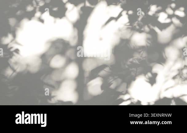 Sunlight casting abstract tree and leaf shadows on white wall Stock ...