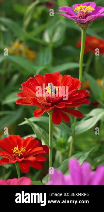 Honey bee pollinating a zinnia flower in a garden Stock Video Footage ...