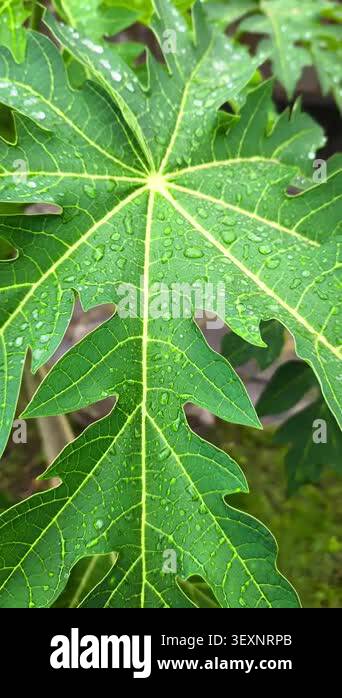 Raindrops Beading on Vibrant Green Papaya Leaf. Close-up vertical shot ...