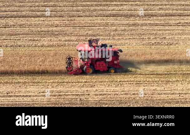 Aerial view of combine harvesting in golden wheat field Stock Video ...