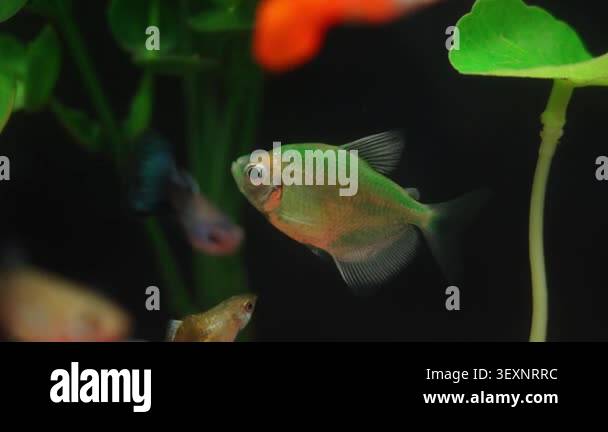 Small fish swimming in a freshwater aquarium with green plants Stock ...