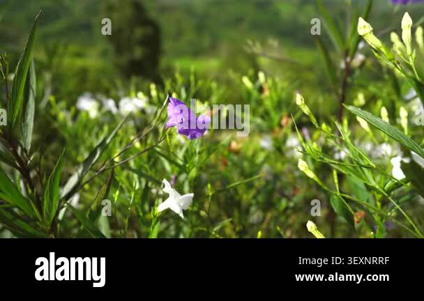 Close-up of a delicate purple wild flower blooming among green leaves ...