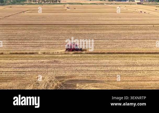 Aerial view of combine harvesting in golden wheat field Stock Video ...